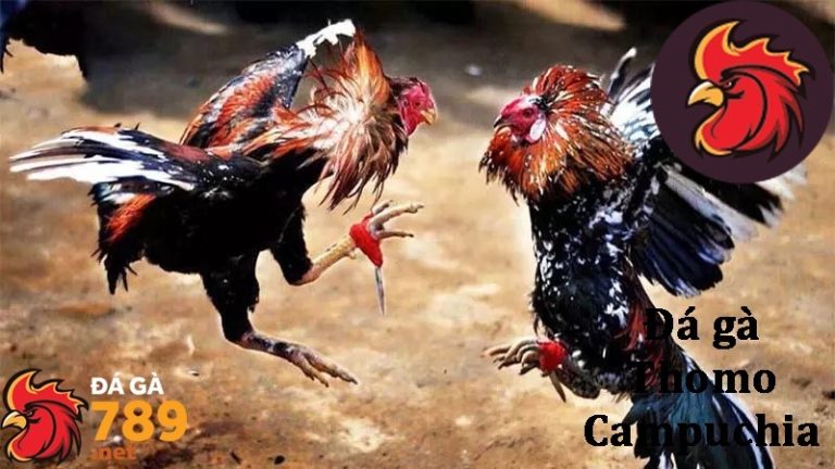 Đá gà Thomo Campuchia hôm nay